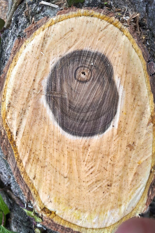 Cut a Walnut Tree. Tree Rings Background Stock Image - Image of natural ...