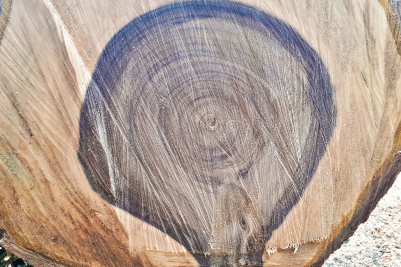Cut a Walnut Tree. Tree Rings Background Stock Photo - Image of rough ...