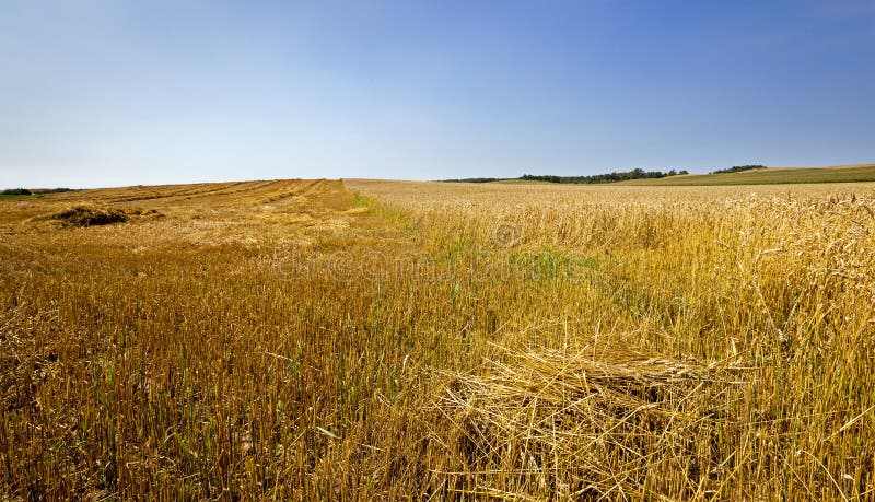 Cut wheat stock image. Image of plant, cutting, harvesting - 54569331