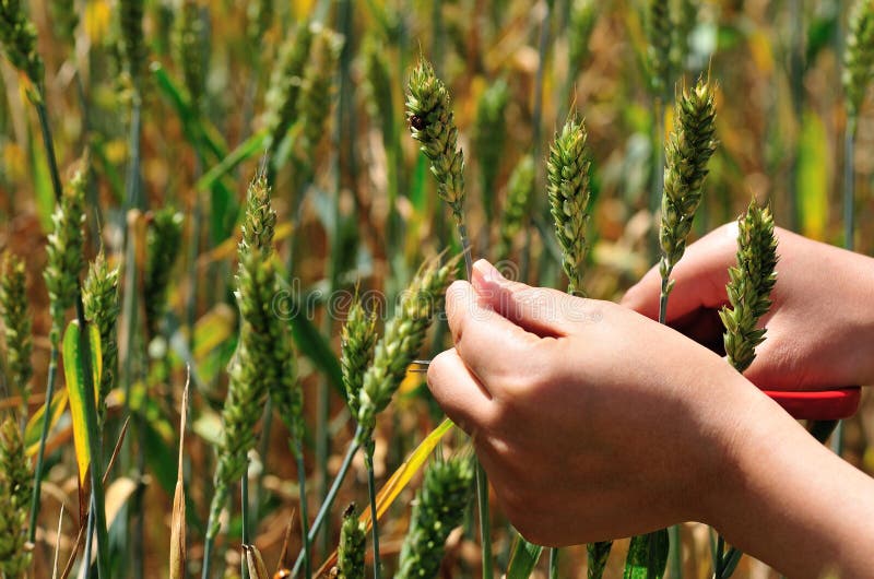 Cut wheat grain stock image. Image of green, grain, harvest - 31599063