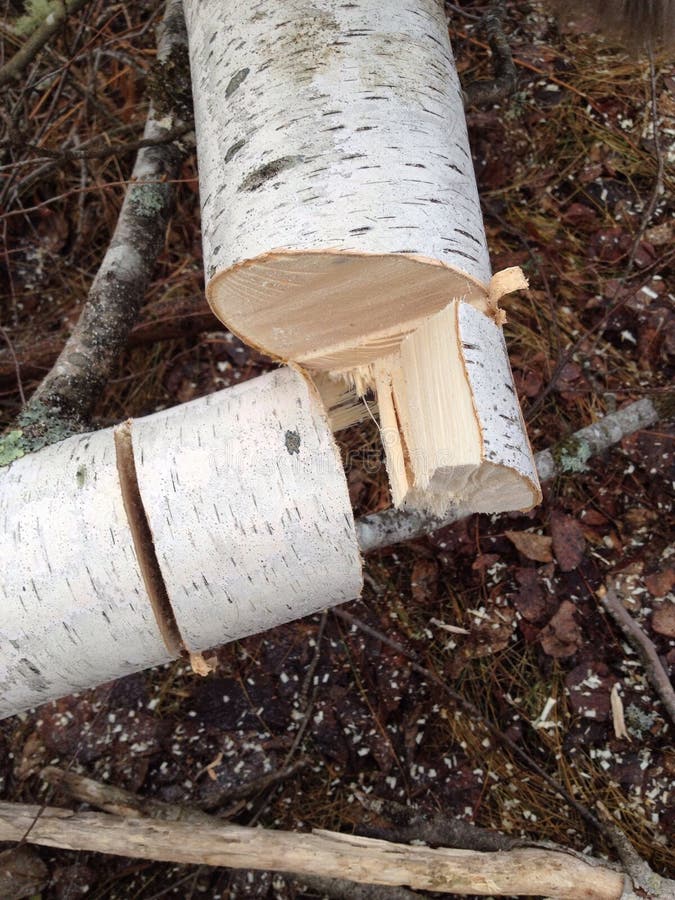 Cut white birch stock image. Image of white, trunk, sawed - 62989407