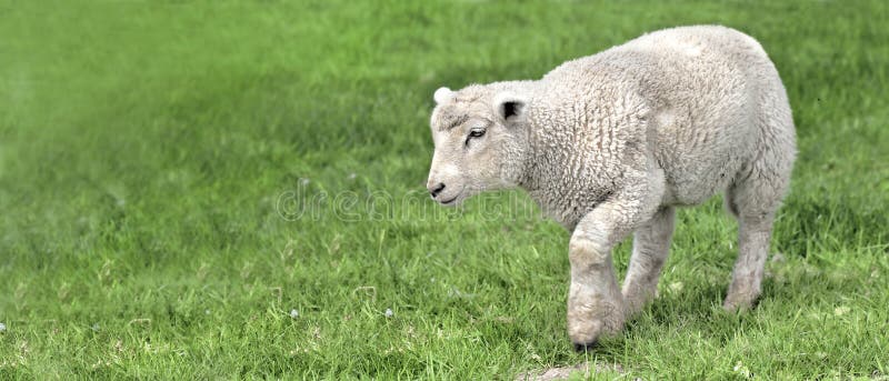 Cut White Lamb Walking in a Meadow Stock Image - Image of grazing ...