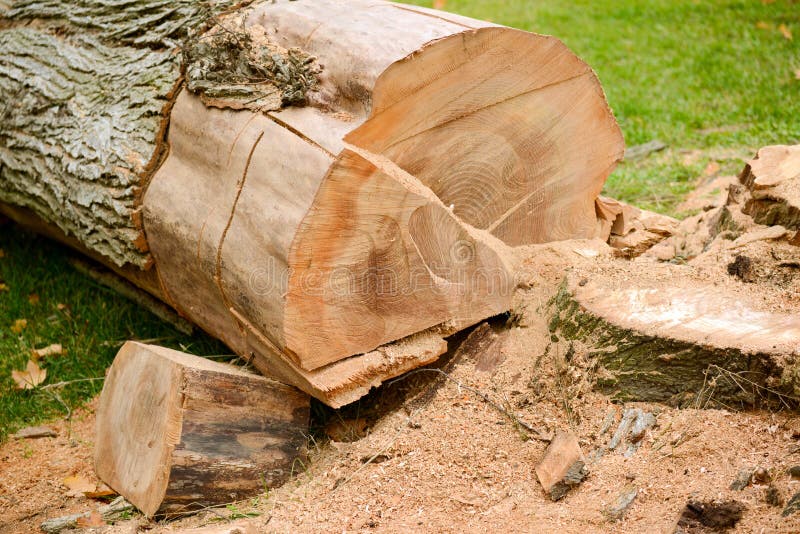 Cut wood stock photo. Image of forest, system, softwood - 151713464
