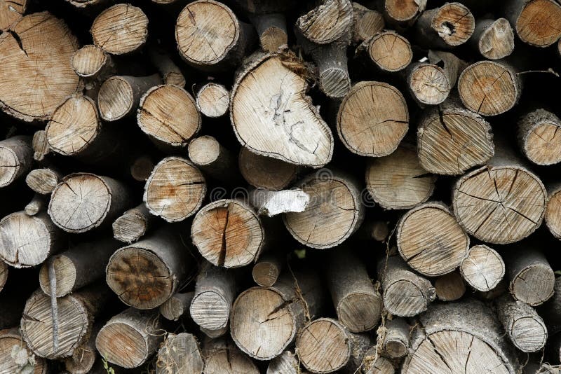 Cut wood stock photo. Image of circle, annual, pine, background - 18530732