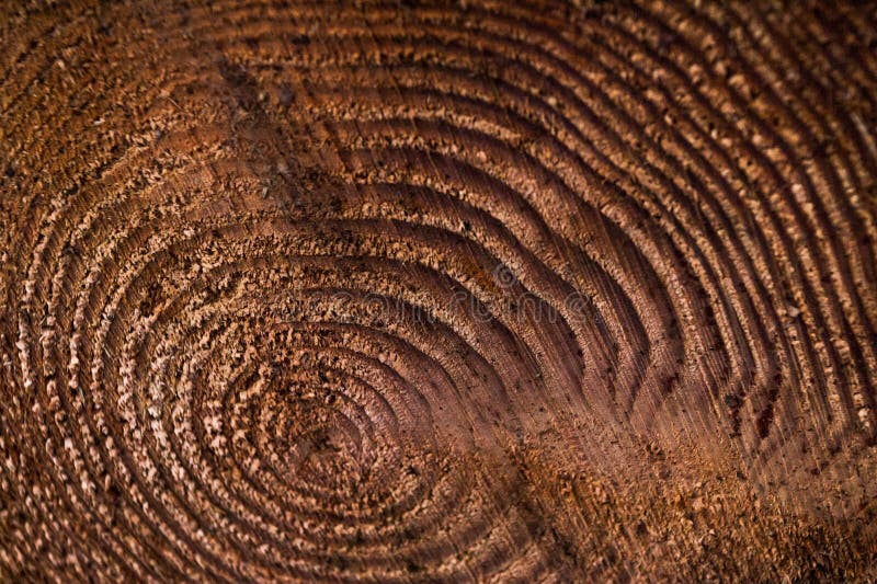 Cut Wood stock photo. Image of lumber, lines, timber - 95553494