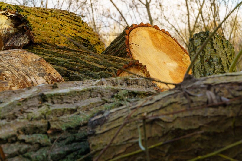 Cut wood stock image. Image of tree, grained, chopped - 71398945