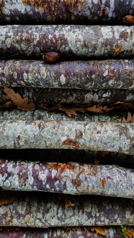 Fresh Logs stock photo. Image of pattern, round, ground - 54025154