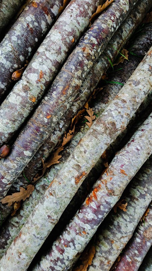 Fresh Logs stock photo. Image of pattern, round, ground - 54025154