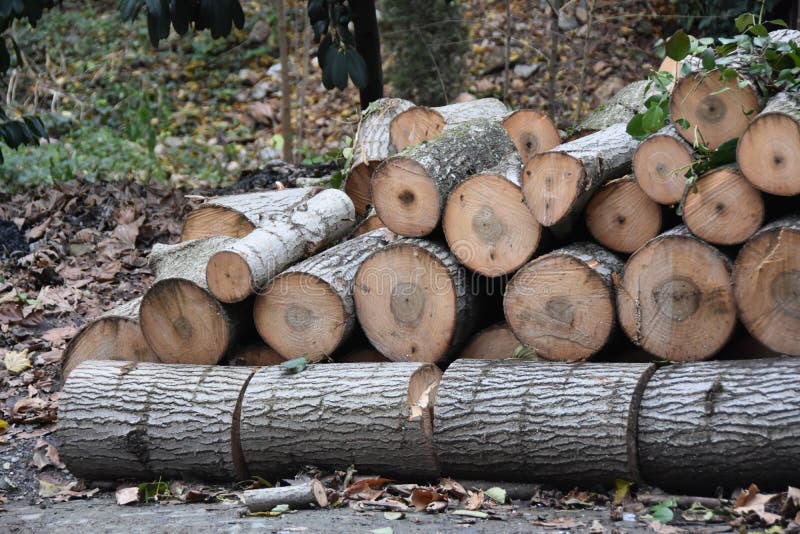 Cut wood in the forest stock photo. Image of wood, construction - 134671984