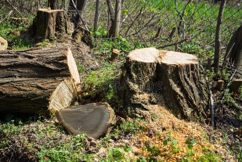 Cut Wood and a Stump from Acacia Stock Image - Image of sawing, grass ...