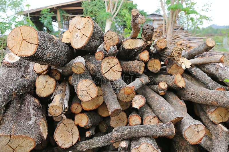 Cut wood stump log stock image. Image of bark, pattern - 90167553