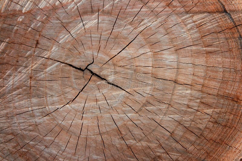 The Cut Wood with the Texture. Stock Photo - Image of nature, shape ...