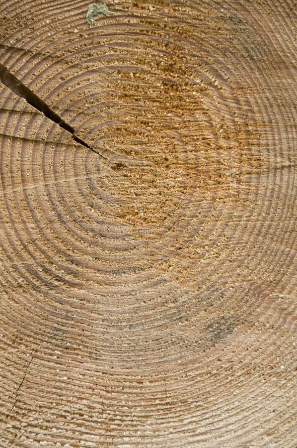 Cut wood texture stock photo. Image of textured, grain - 25720728