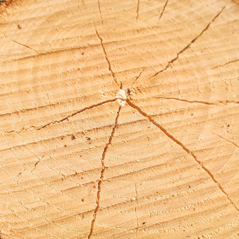 Cut wood texture stock image. Image of abstract, timber - 116957933