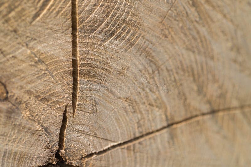 Cut Wood Texture Background Selective Focus Stock Photo - Image of ...
