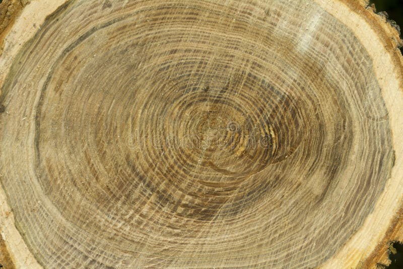 6,692 Cut Log Wood Grain Stock Photos - Free & Royalty-Free Stock ...