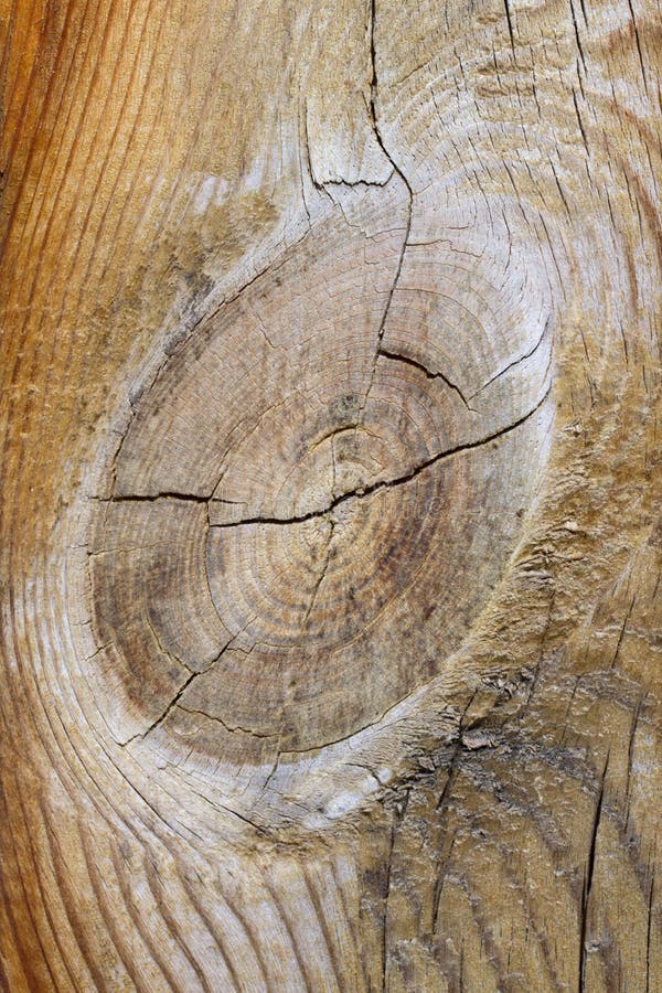 Cut wood texture stock image. Image of grain, textured - 58661261