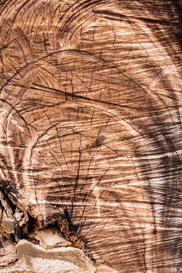 Cut wood texture stock photo. Image of aging, board, process - 18316818