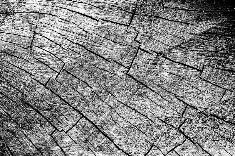Cut Wood Trunk and Grain Pattern Stock Photo - Image of nature, closeup ...