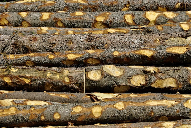 Cut wooden stock photo. Image of nature, horizontal, large - 21230742