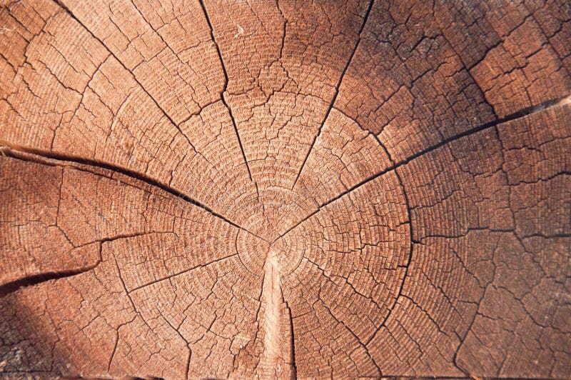 Cut Wooden Center Centrical Circles Center of Log Stock Photo - Image ...