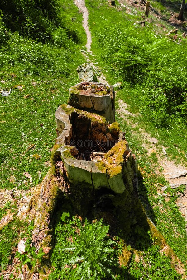 Cut Wooden Trunk of a Tree Stump in the Forest Top View Stock Photo ...