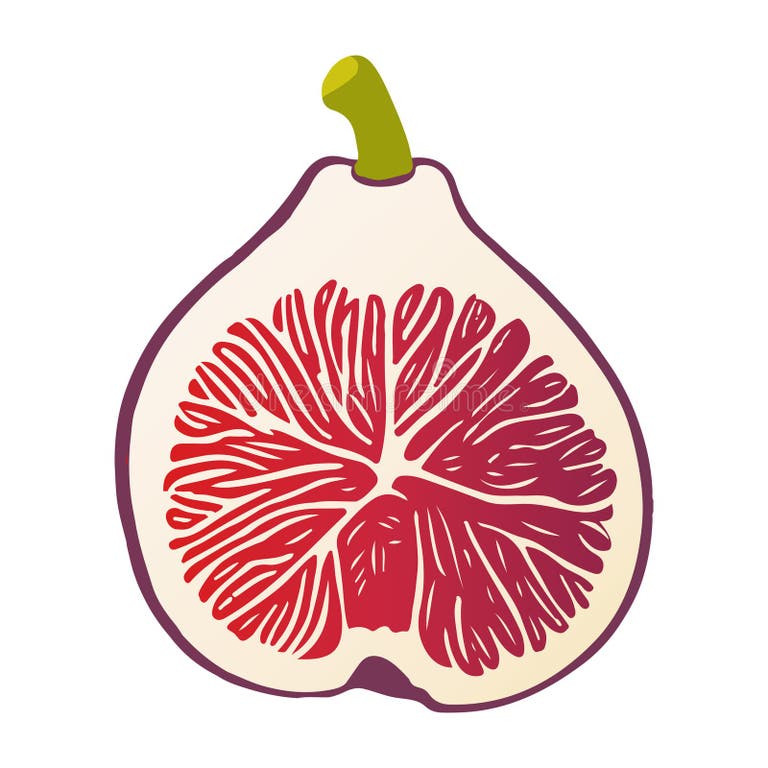 Cutaway Fig Icon. Fruit Gradient Icon, Sign, Bright Fig for Web or Logo ...