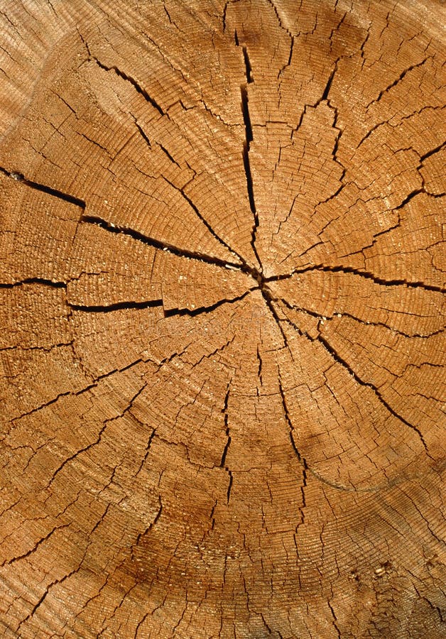 Tree log section stock photo. Image of close, background - 6725036