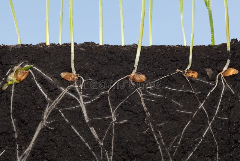 Roots of Wheat Germinated Seeds Stock Image - Image of earth ...
