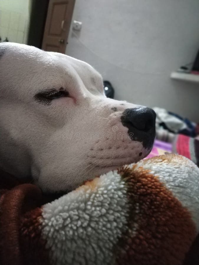 Cute stock image. Image of pittbull, cute, original - 134933205