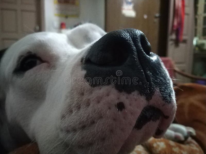 Cute stock photo. Image of pittbull, lovely, cute, loyal - 134933218