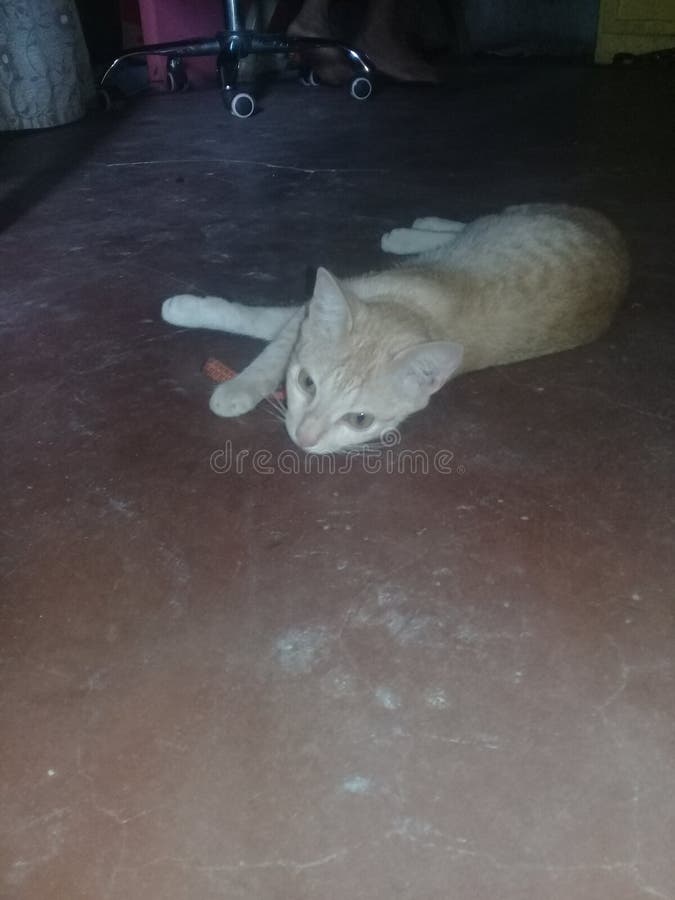 Cute stock image. Image of cute, sweet, beauty, animal - 139695735