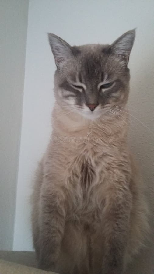 Cute stock image. Image of pets, cats, cute, animals - 141788089