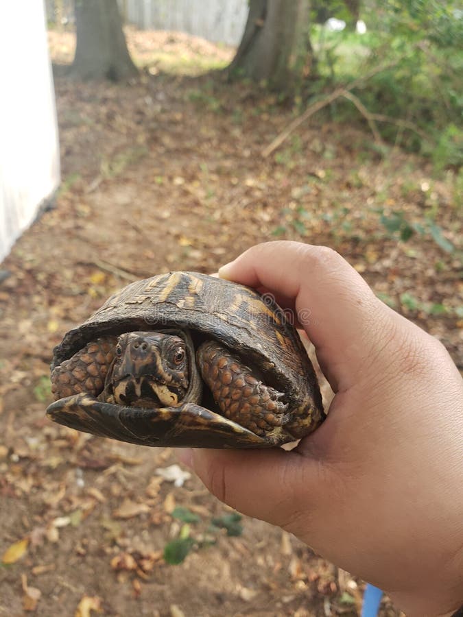 Cute stock image. Image of food, love, cute, dogs, random - 164686711