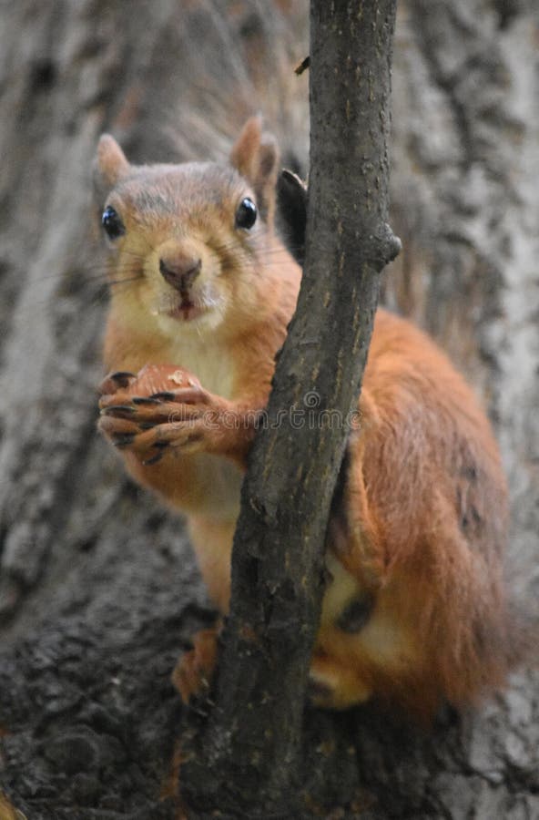 Cute stock image. Image of park, vsco, animals, squirrels - 164735383