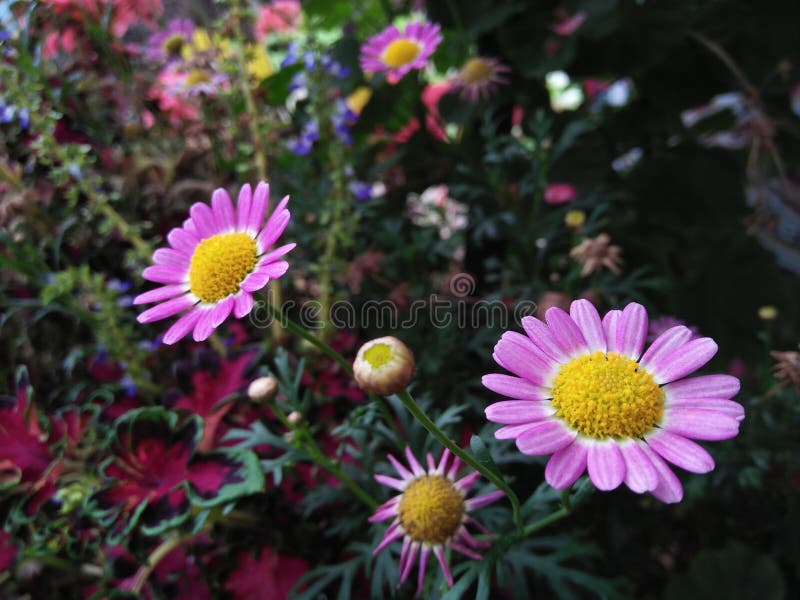 Cute stock image. Image of flower, small, fluer, cute - 99050925