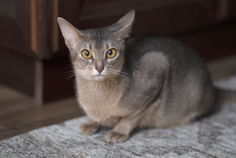 Cute Abyssinian Kitten Sitting on the Floor. Close-up Portrait Stock ...