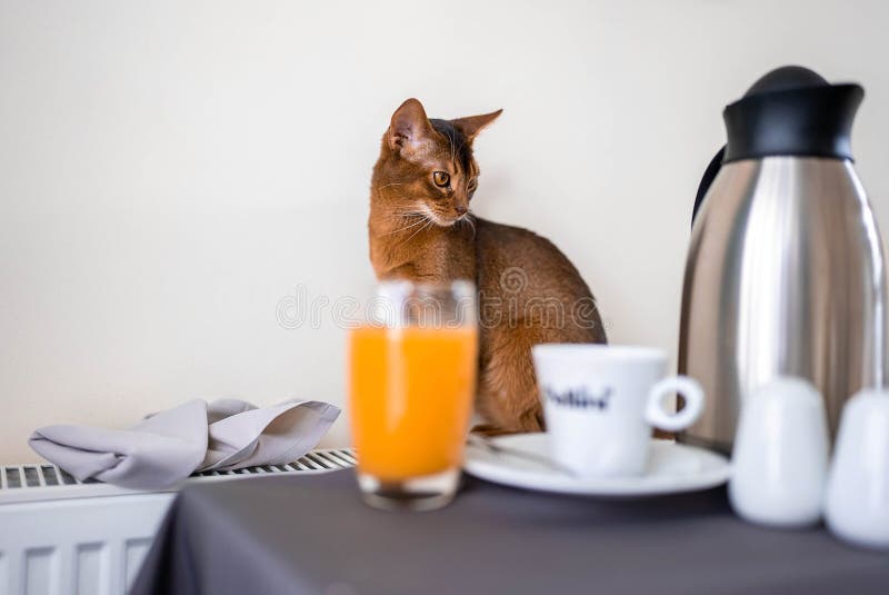 Cute Abyssiniancat at the Breakfast Table. Stock Photo - Image of kitty ...