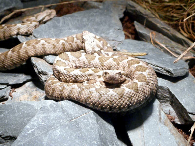 Cute adder babies stock photo. Image of animal, beige - 105253376