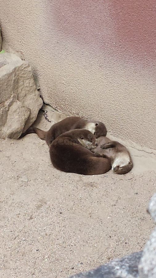 Cute Adders Stock Photos - Free & Royalty-Free Stock Photos from Dreamstime