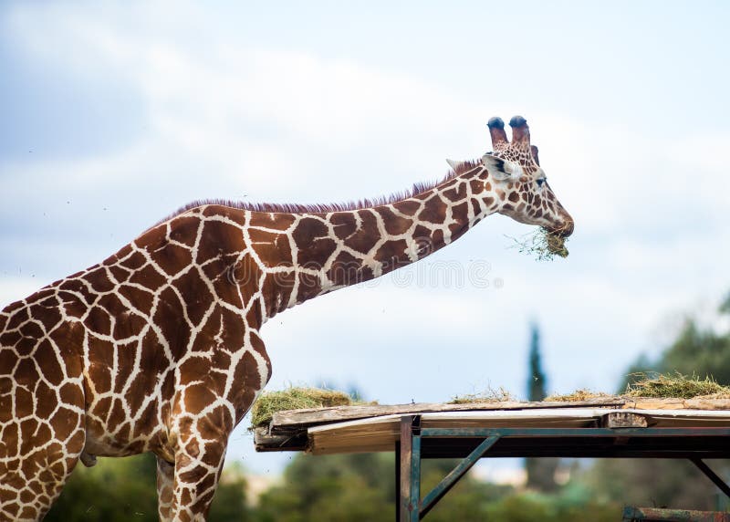 Cute Adorable Adult Giraffe, Eating Stock Image - Image of portrait ...
