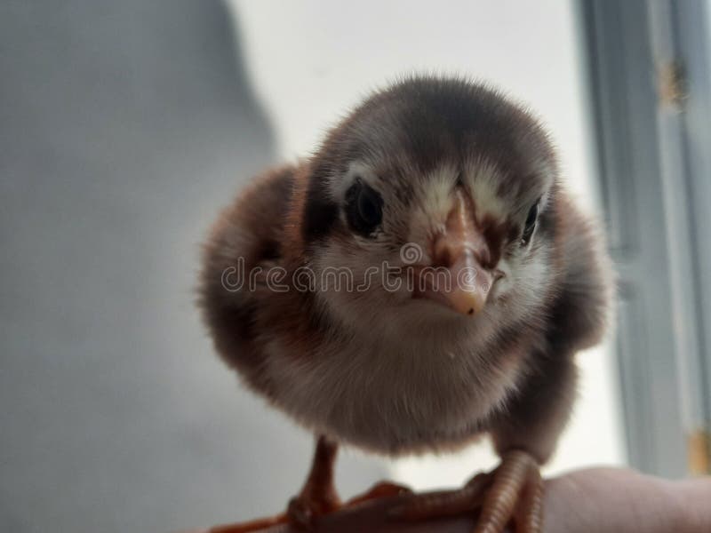 Cute adorable brown chicks stock image. Image of chicken - 290999199