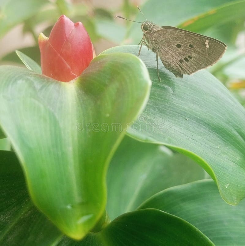 Cute and Adorable Butterfly Nice Feathers Stock Photo - Image of food ...
