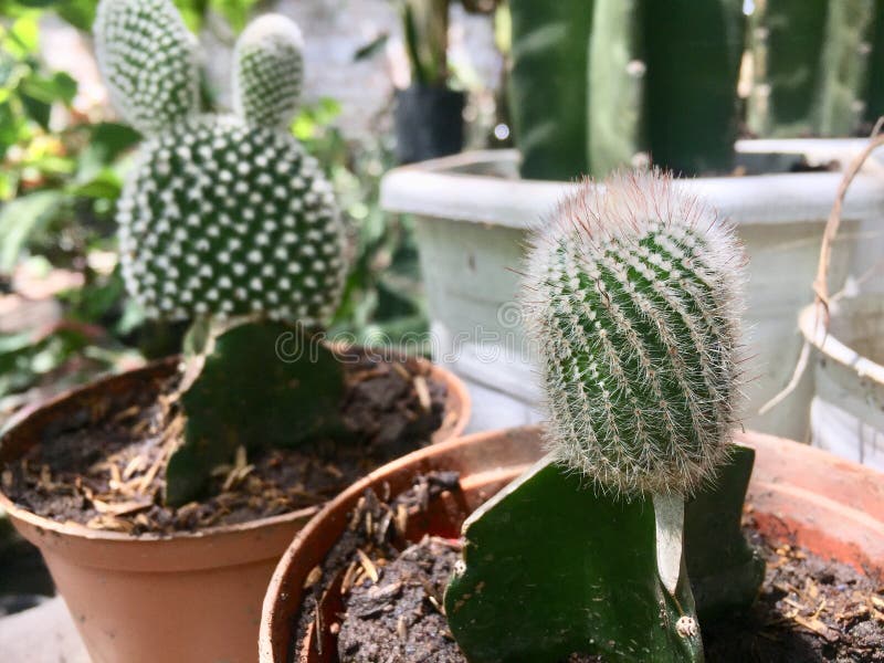 Cute and adorable cactus stock image. Image of produce - 230962709