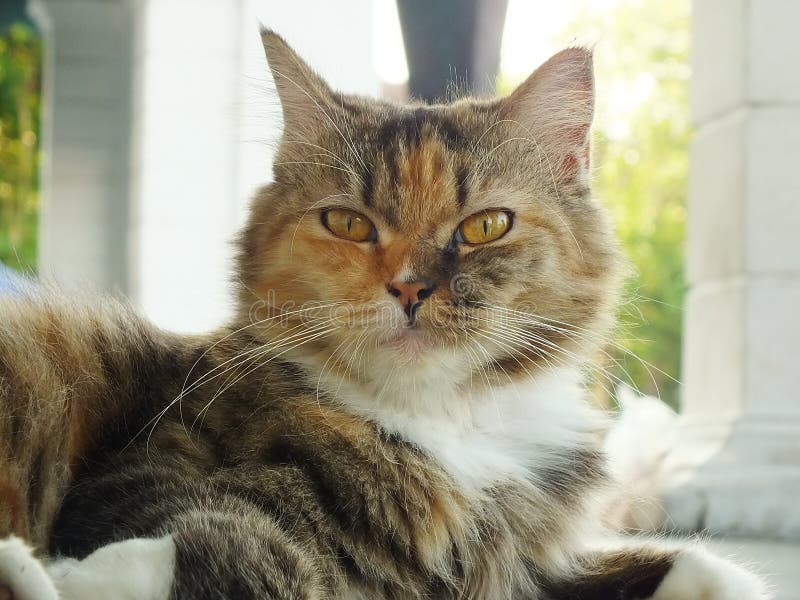 Cute Adorable Cat with Nice Pose in Front of Camera Stock Image - Image ...