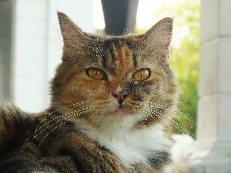 Cute Adorable Cat with Nice Pose in Front of Camera Stock Image - Image ...