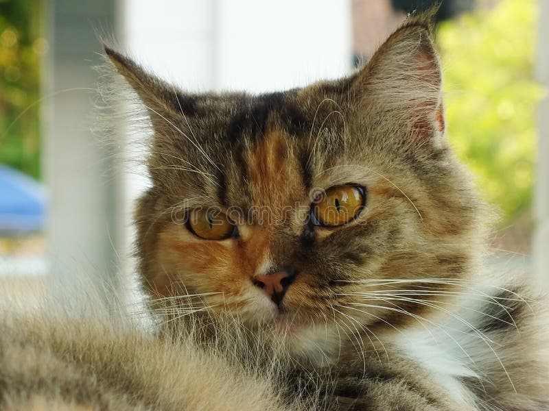 Cute Adorable Cat with Nice Pose in Front of Camera Stock Photo - Image ...