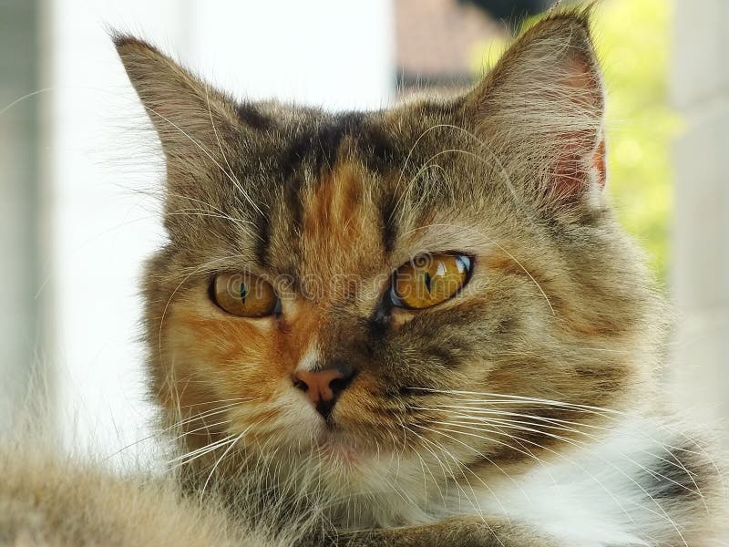 Cute Adorable Cat with Nice Pose in Front of Camera Stock Image - Image ...