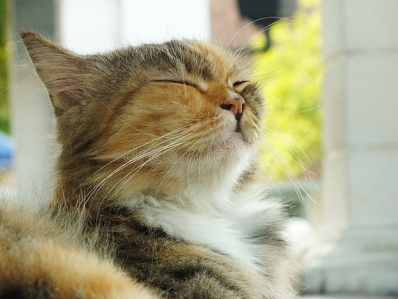 Cute Adorable Cat with Nice Pose in Front of Camera Stock Image - Image ...