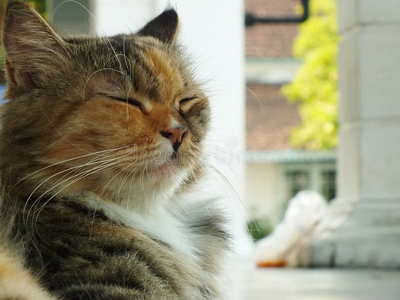 Cute Adorable Cat with Nice Pose in Front of Camera Stock Image - Image ...